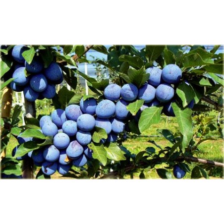 Śliwka polska lepotica